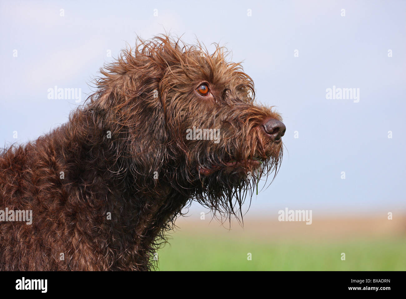 German Broken-coated Pointing Dog Portrait Stock Photo - Alamy