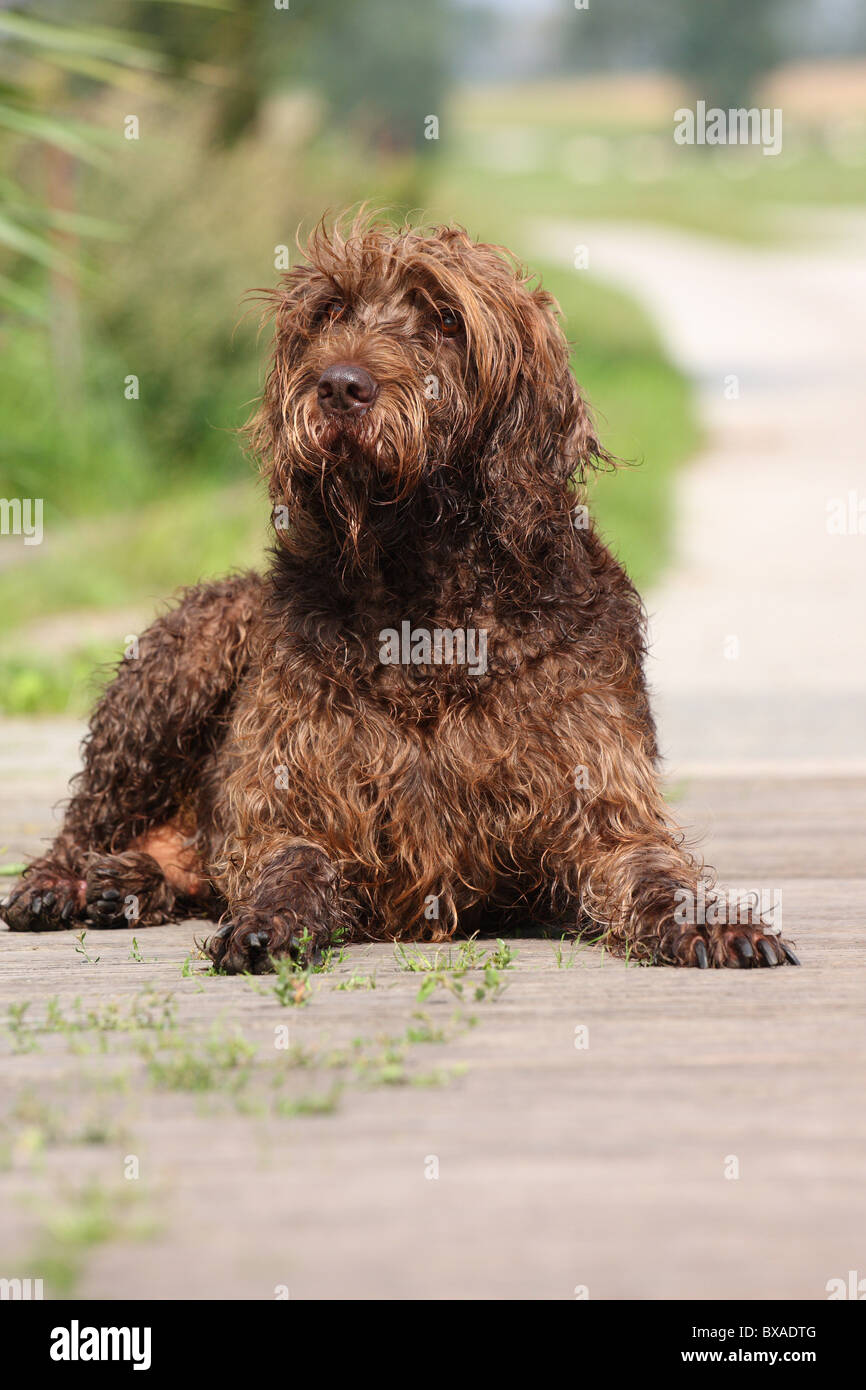 German Broken-coated Pointing Dog Stock Photo - Alamy