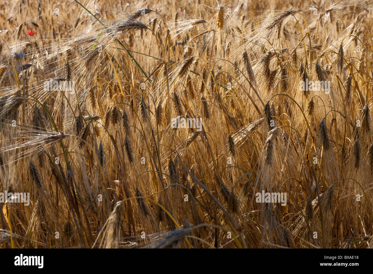 Weat hi-res stock photography and images - Alamy