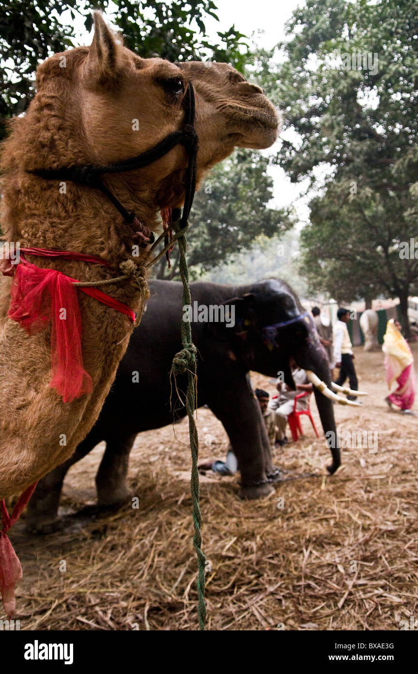 Elephants at the colorful Sonepur mela in Bihar Stock Photo - Alamy