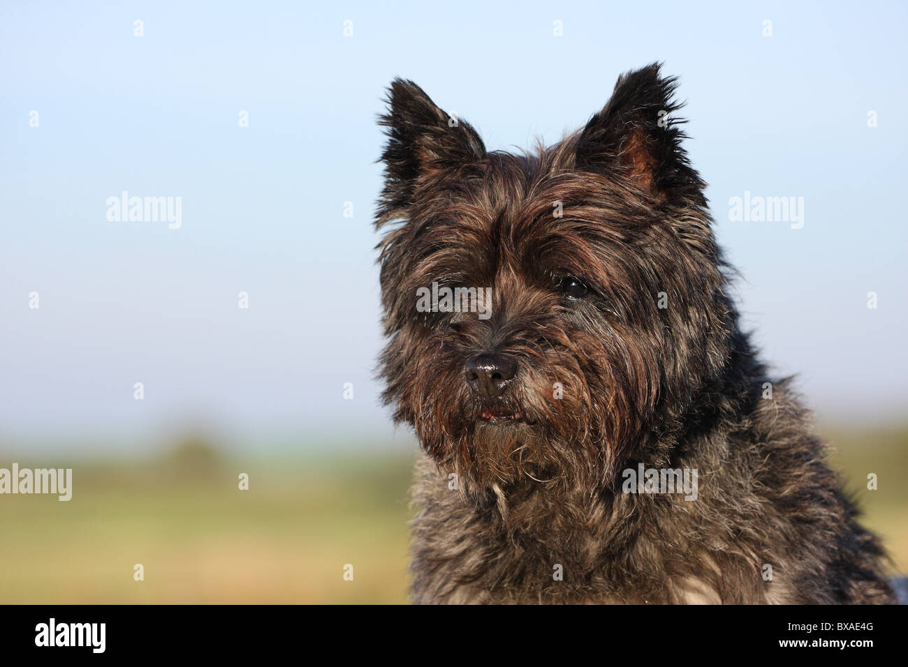 Cairn Terrier Portrait Stock Photo - Alamy