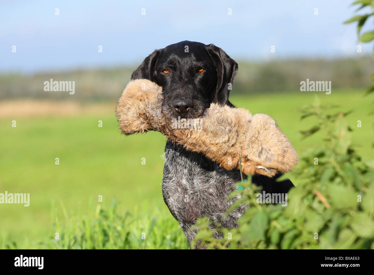 German wirehaired Pointer Portrait Stock Photo - Alamy