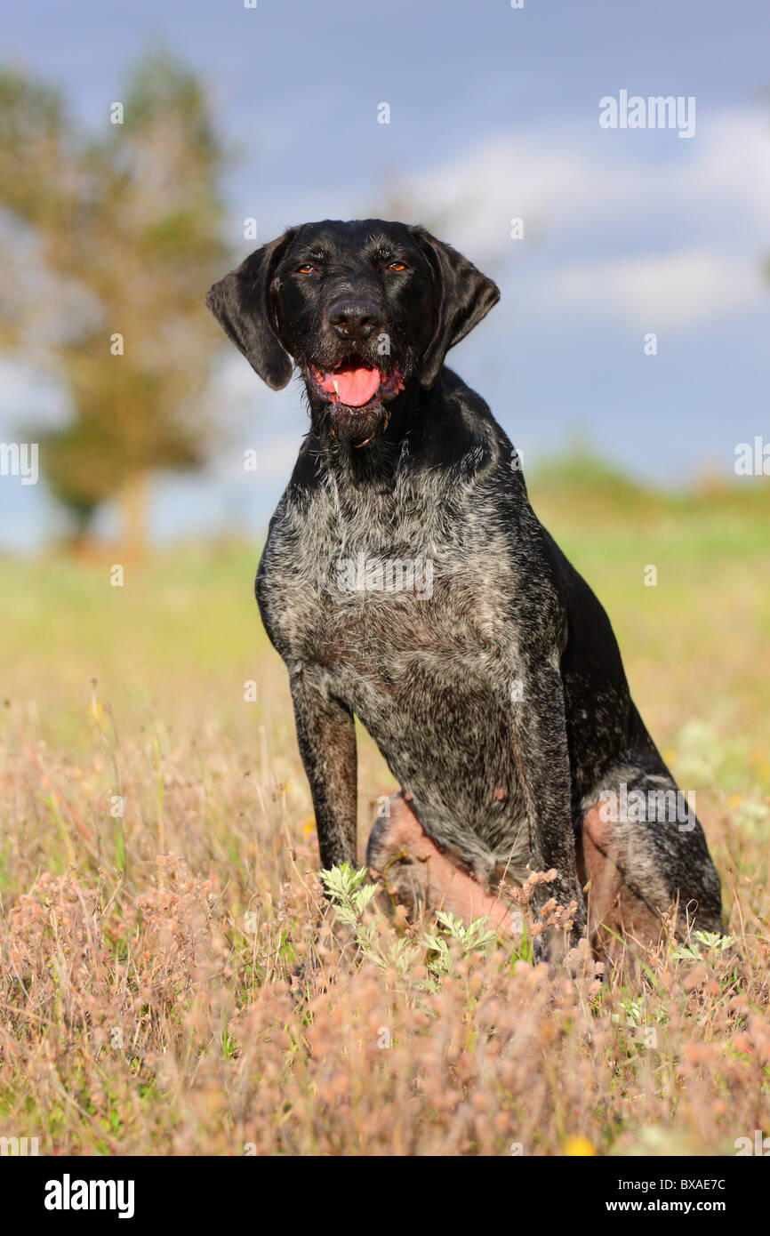 German wirehaired Pointer Stock Photo - Alamy