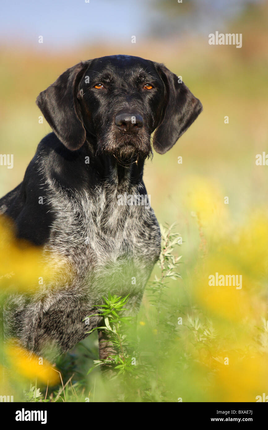 German wirehaired Pointer Portrait Stock Photo - Alamy