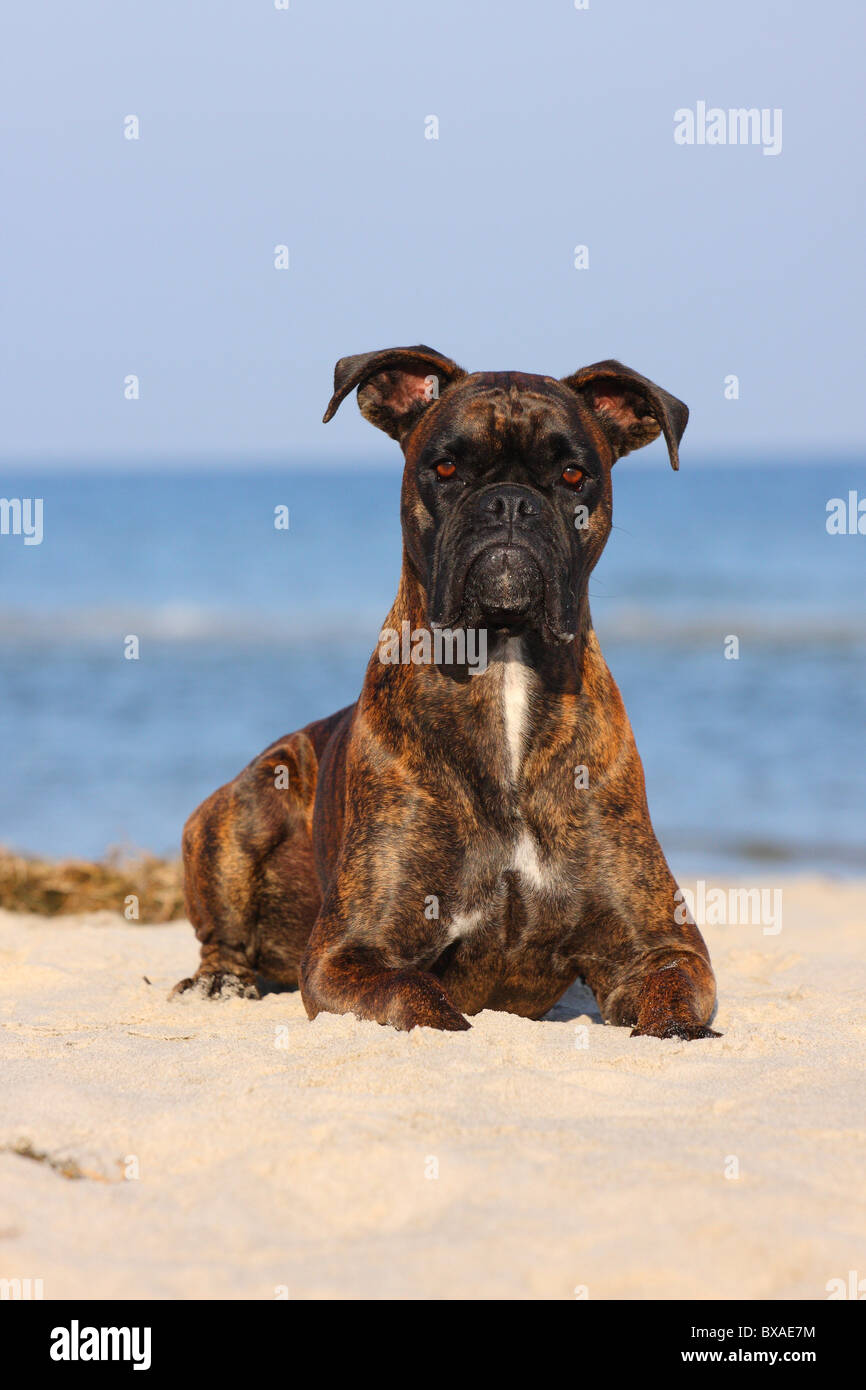 Strand boxer hi-res stock photography and images - Alamy