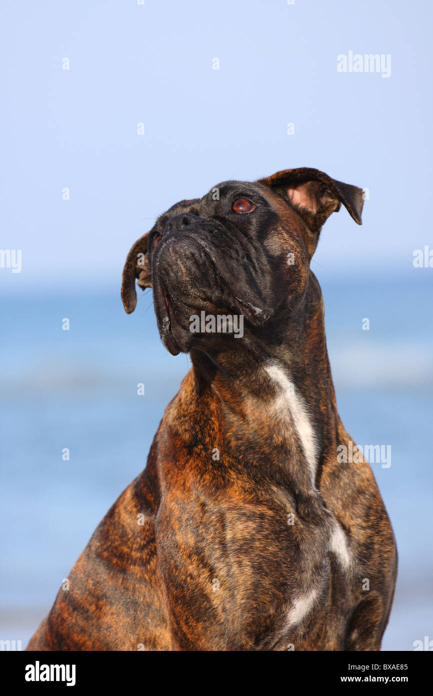 German Boxer Portrait Stock Photo - Alamy