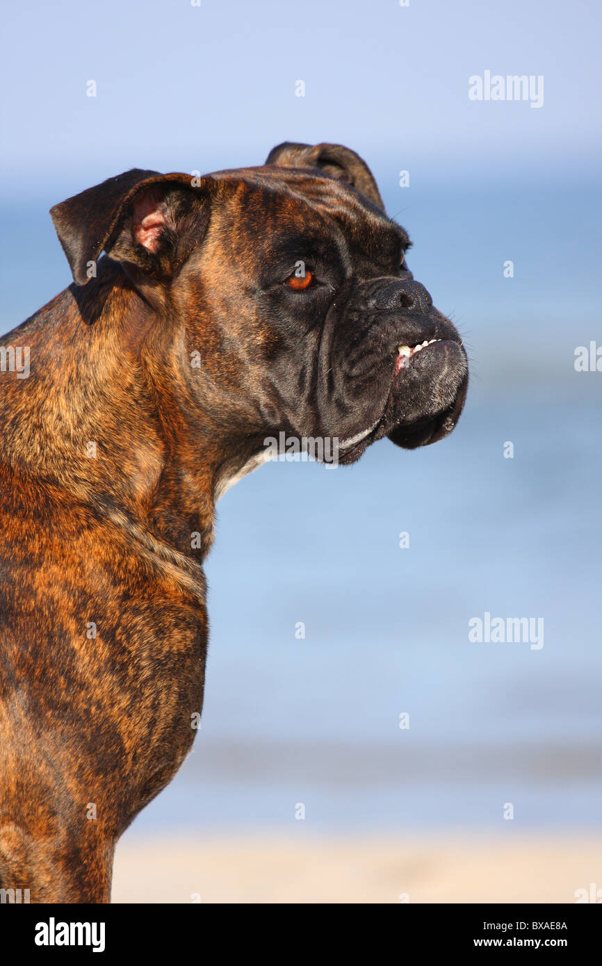 German Boxer Portrait Stock Photo - Alamy