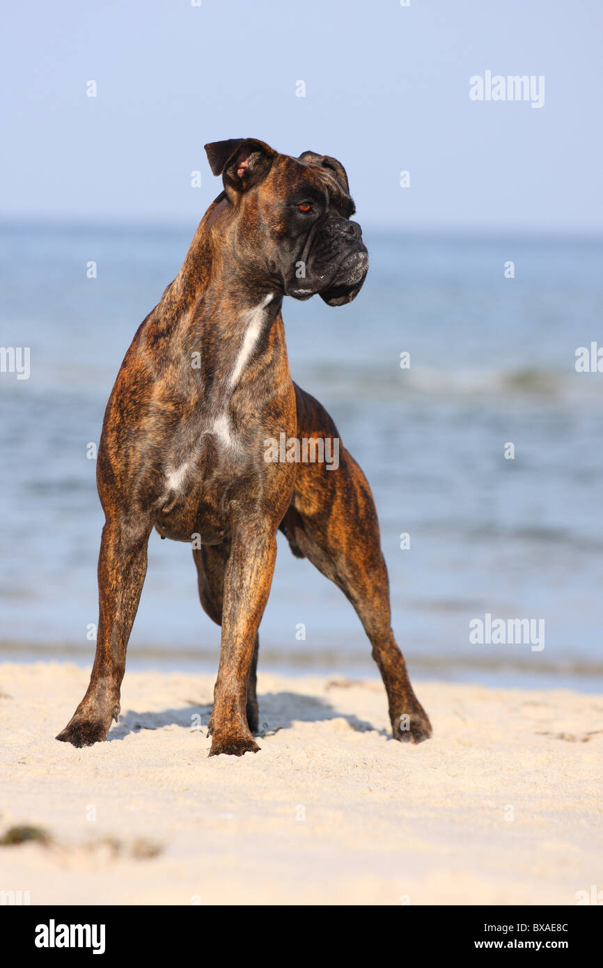 Strand boxer hi-res stock photography and images - Alamy
