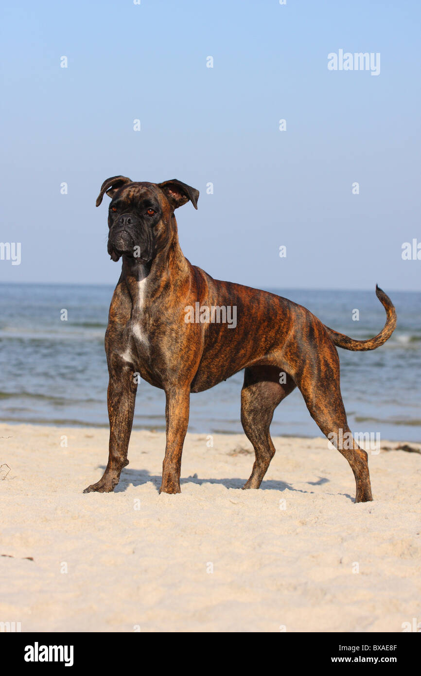 Strand boxer hi-res stock photography and images - Alamy