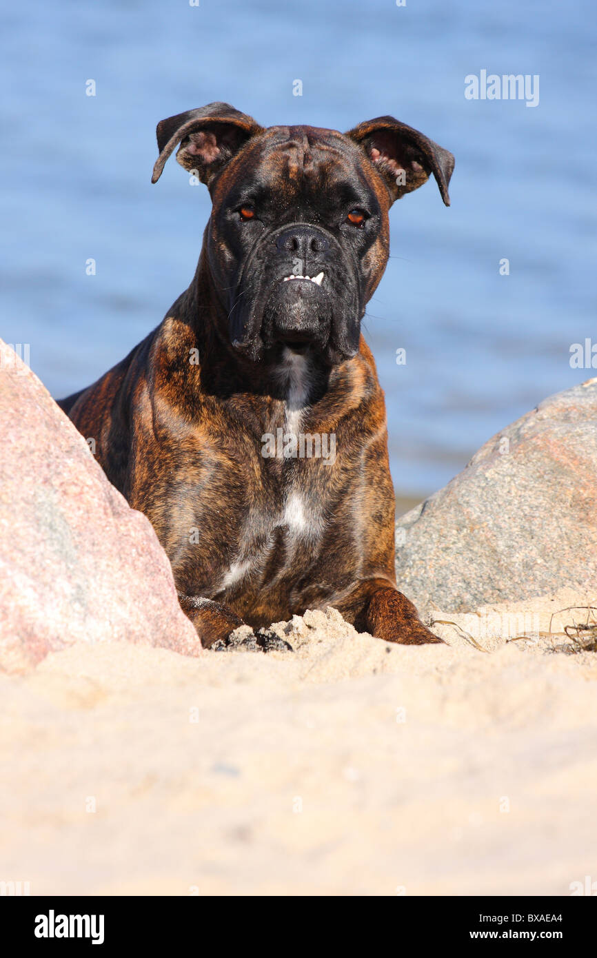 Strand boxer hi-res stock photography and images - Alamy