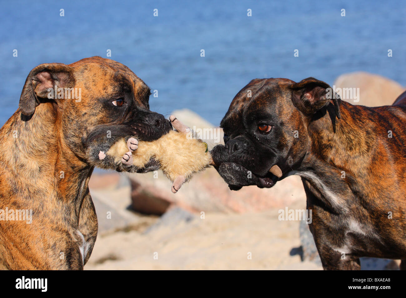 Boxers playing hi-res stock photography and images - Alamy