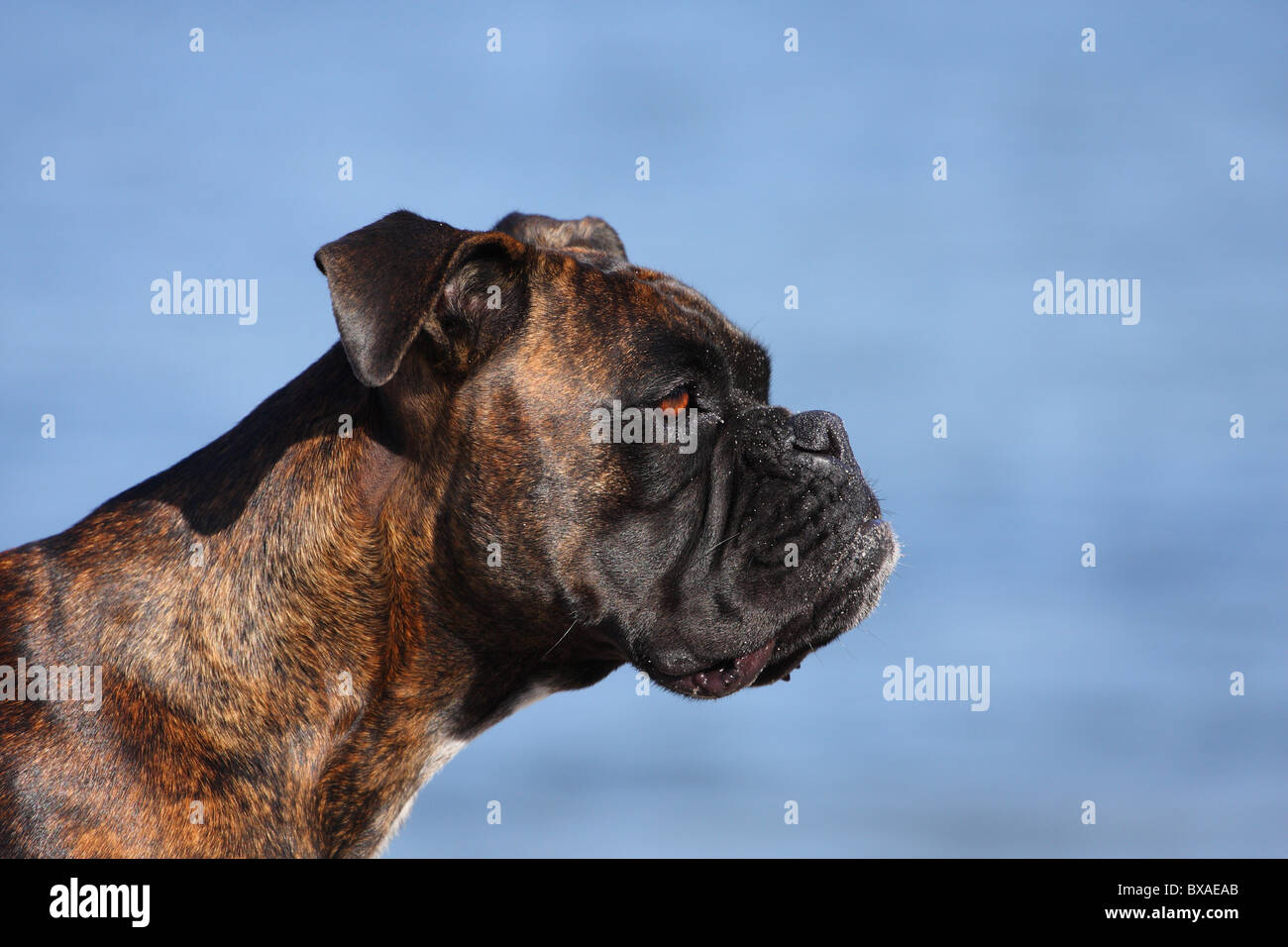 German Boxer Portrait Stock Photo - Alamy