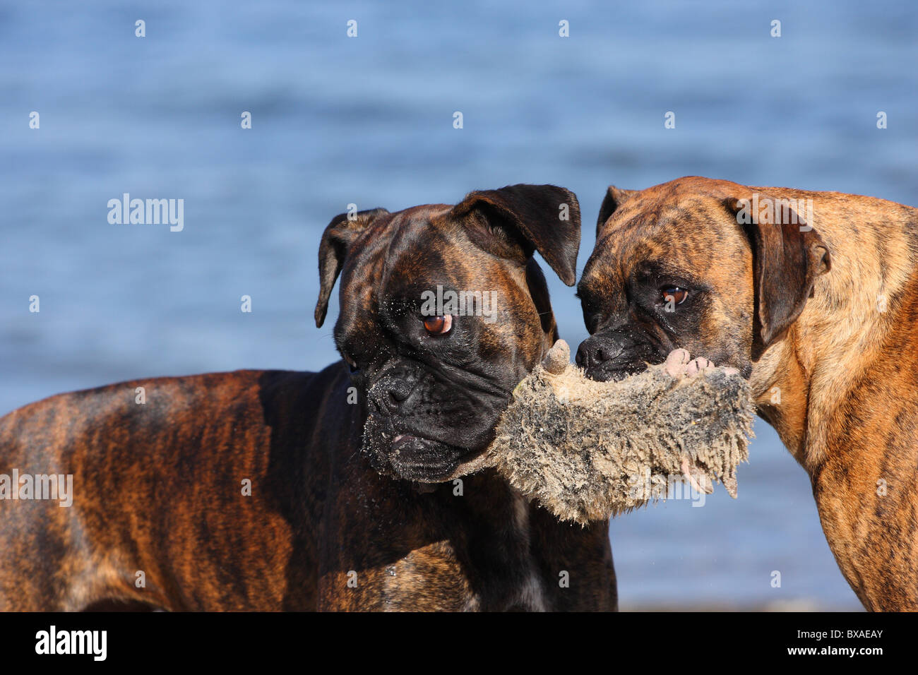 playing German Boxer Stock Photo - Alamy