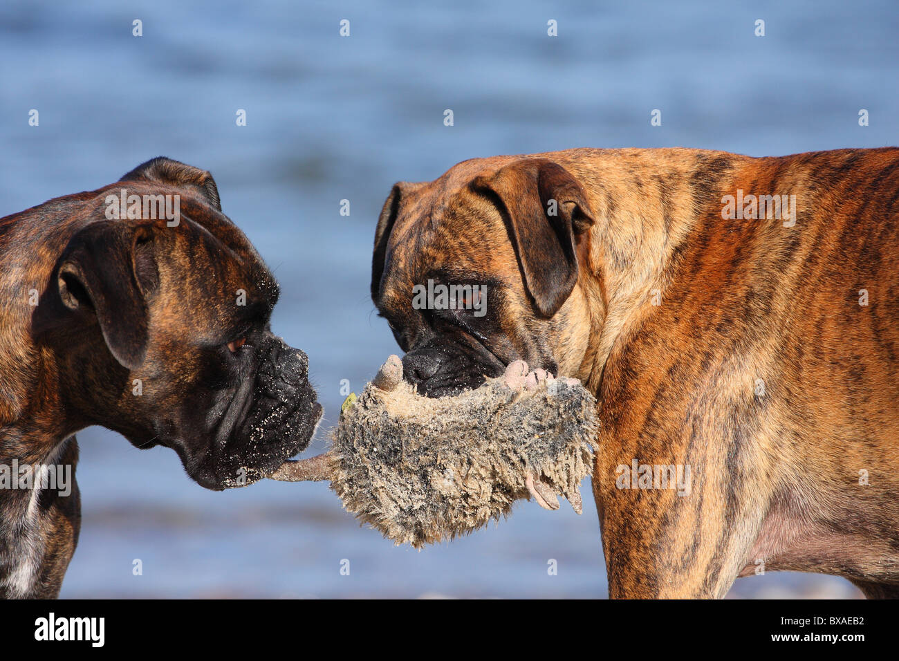 playing German Boxer Stock Photo - Alamy