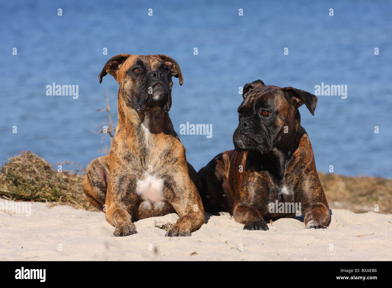 Strand boxer hi-res stock photography and images - Alamy