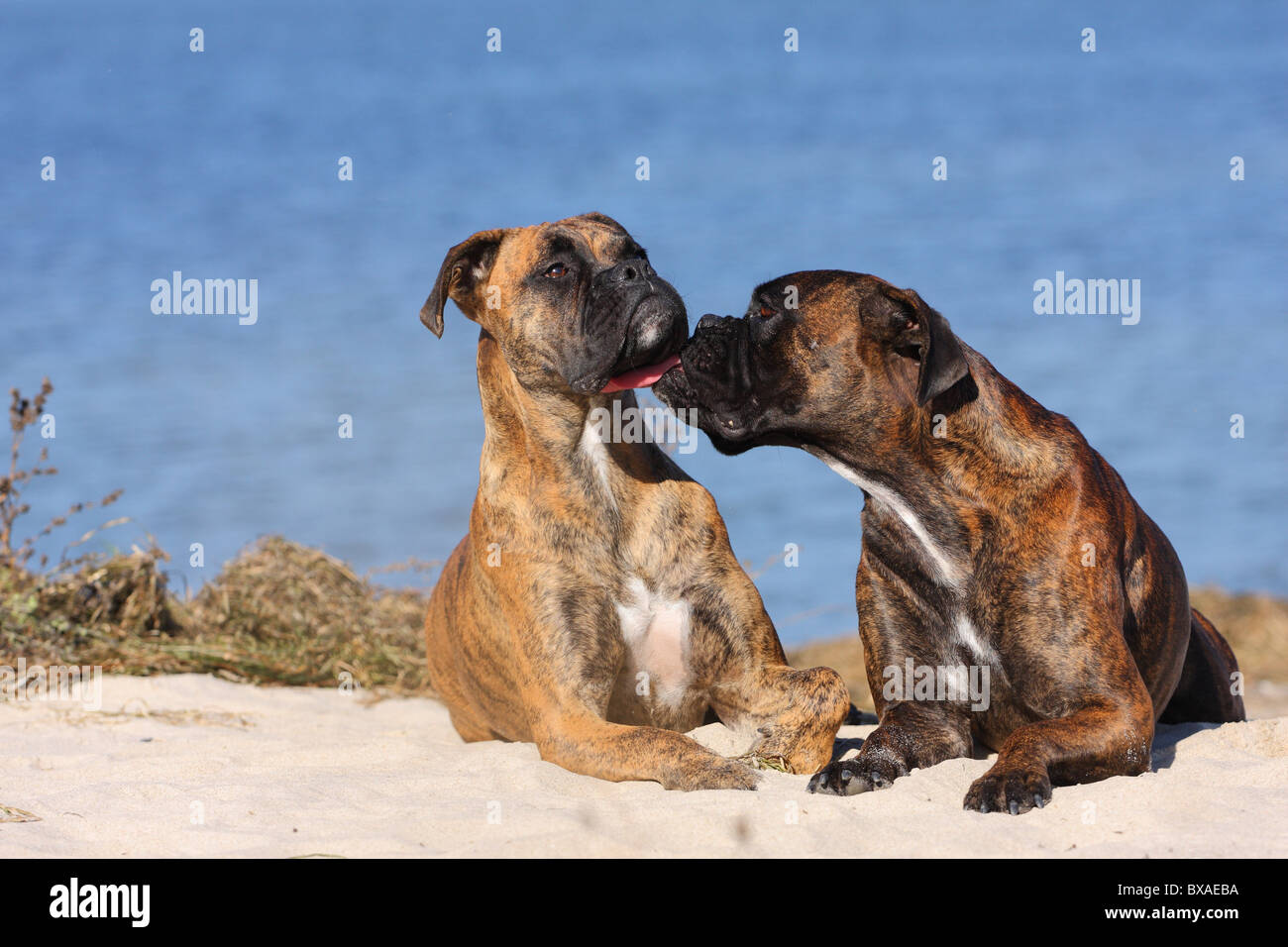 Strand boxer hi-res stock photography and images - Alamy