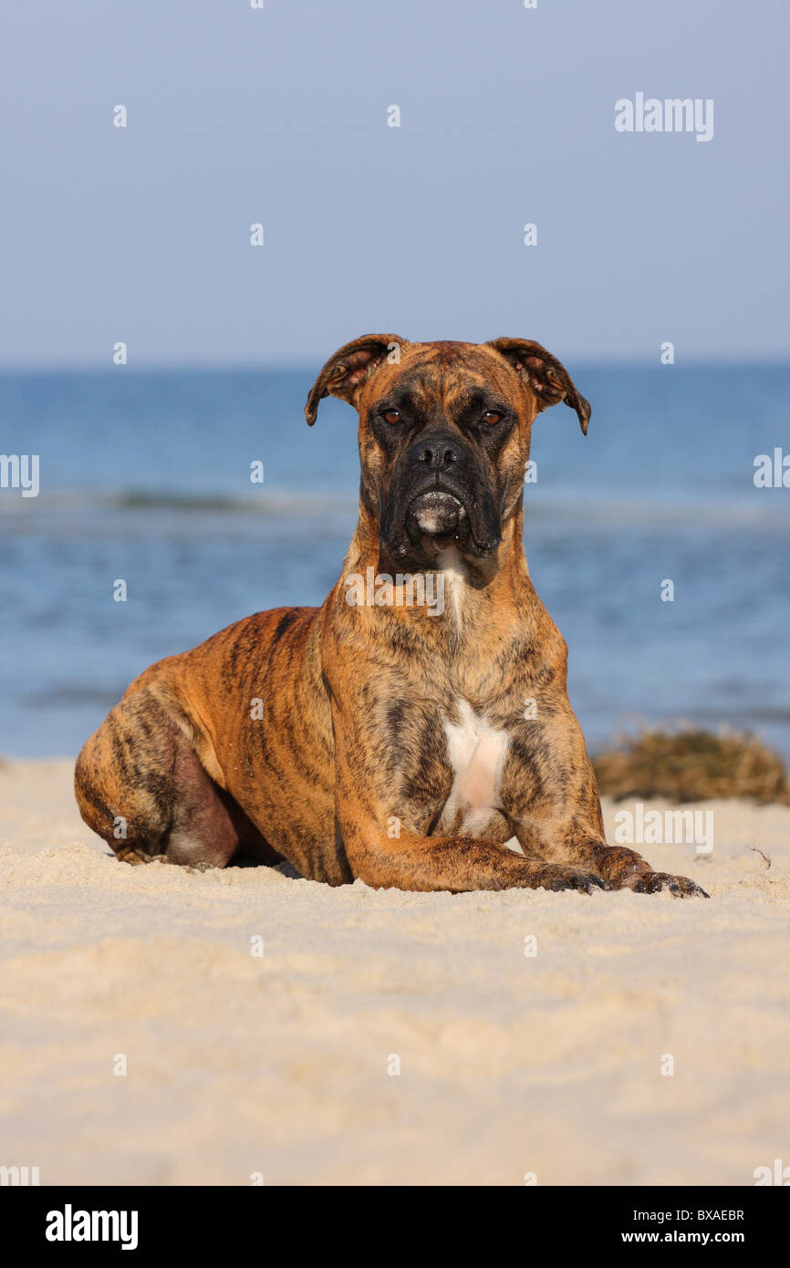 Strand boxer hi-res stock photography and images - Alamy