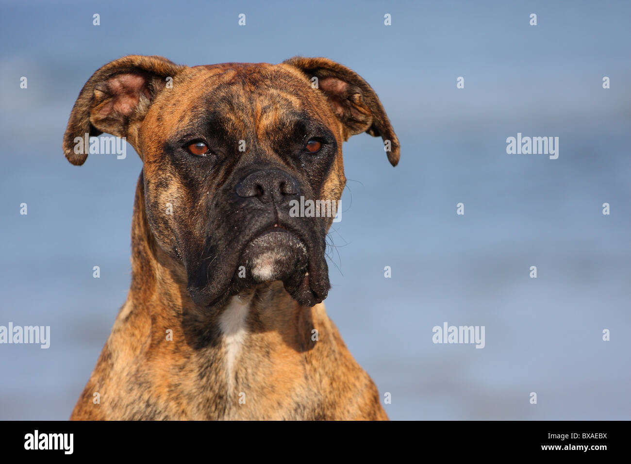 German Boxer Portrait Stock Photo - Alamy