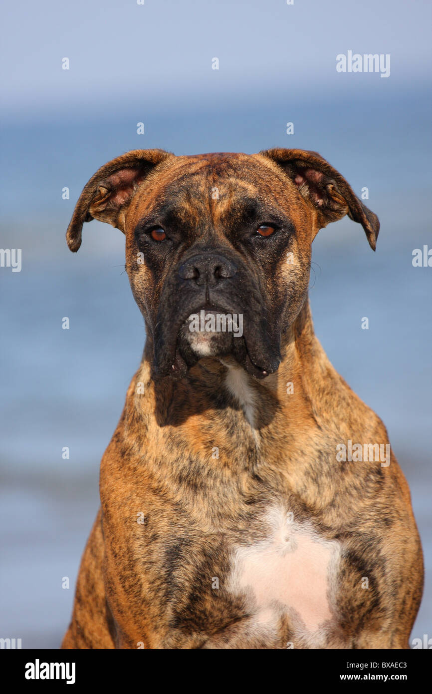 German Boxer Portrait Stock Photo - Alamy