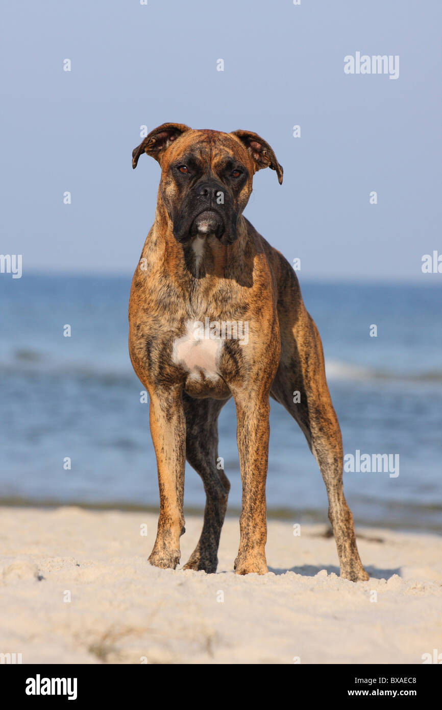 Strand boxer hi-res stock photography and images - Alamy