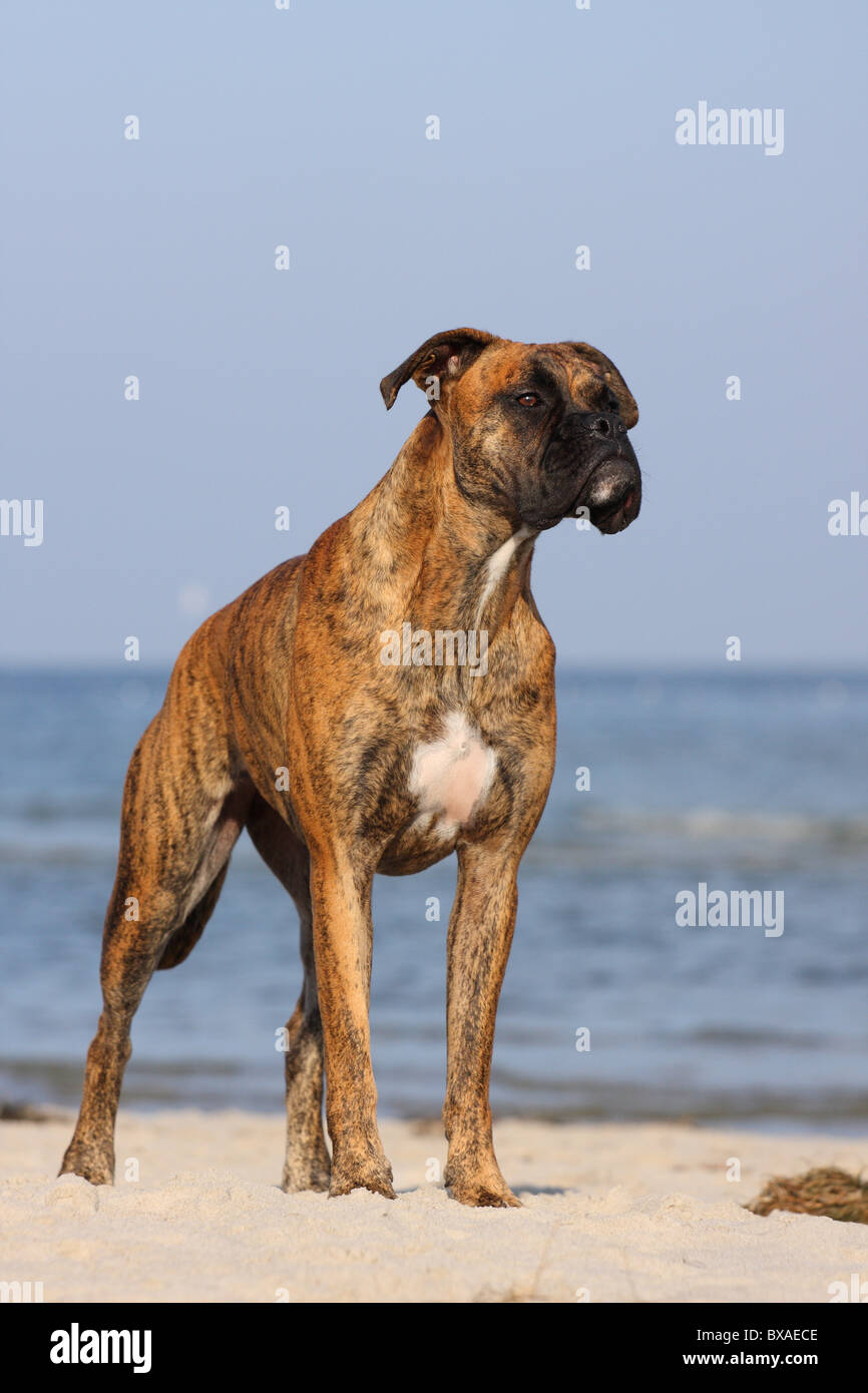 Strand boxer hi-res stock photography and images - Alamy