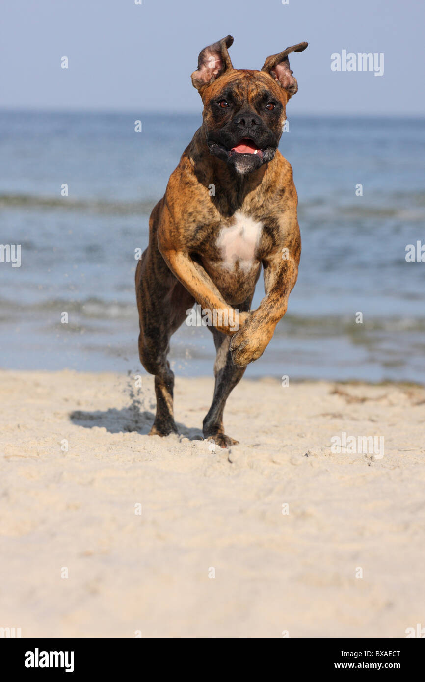 running German Boxer Stock Photo - Alamy
