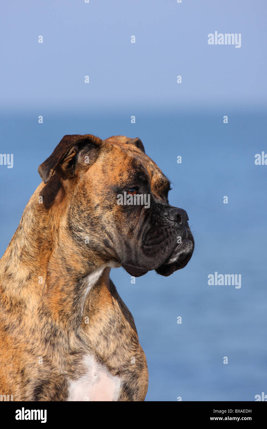 German Boxer Portrait Stock Photo - Alamy