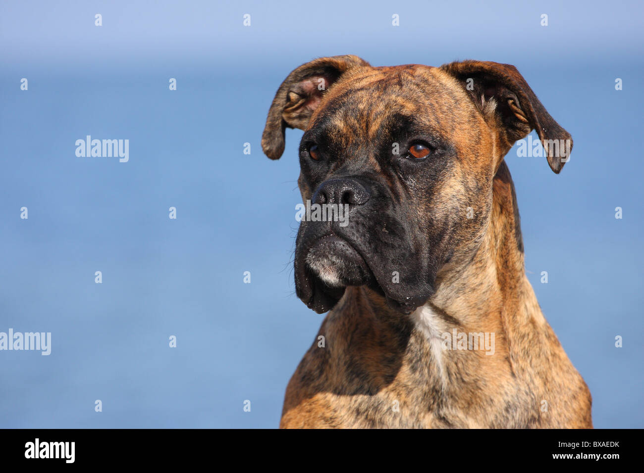 German Boxer Portrait Stock Photo - Alamy