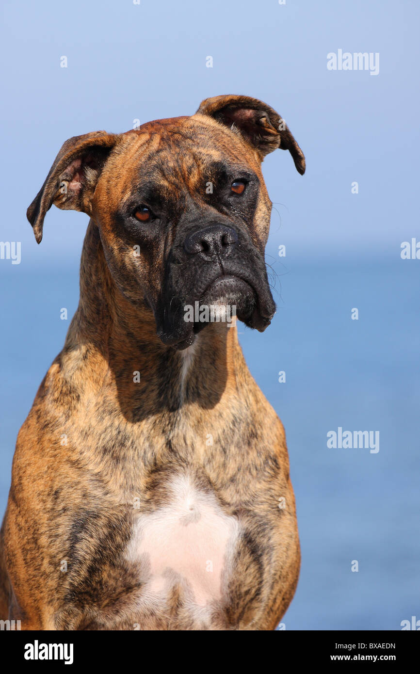 German Boxer Portrait Stock Photo - Alamy
