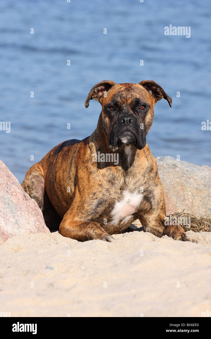 Strand boxer hi-res stock photography and images - Alamy