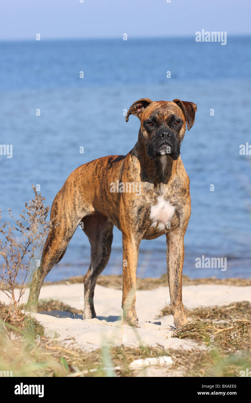 Strand boxer hi-res stock photography and images - Alamy