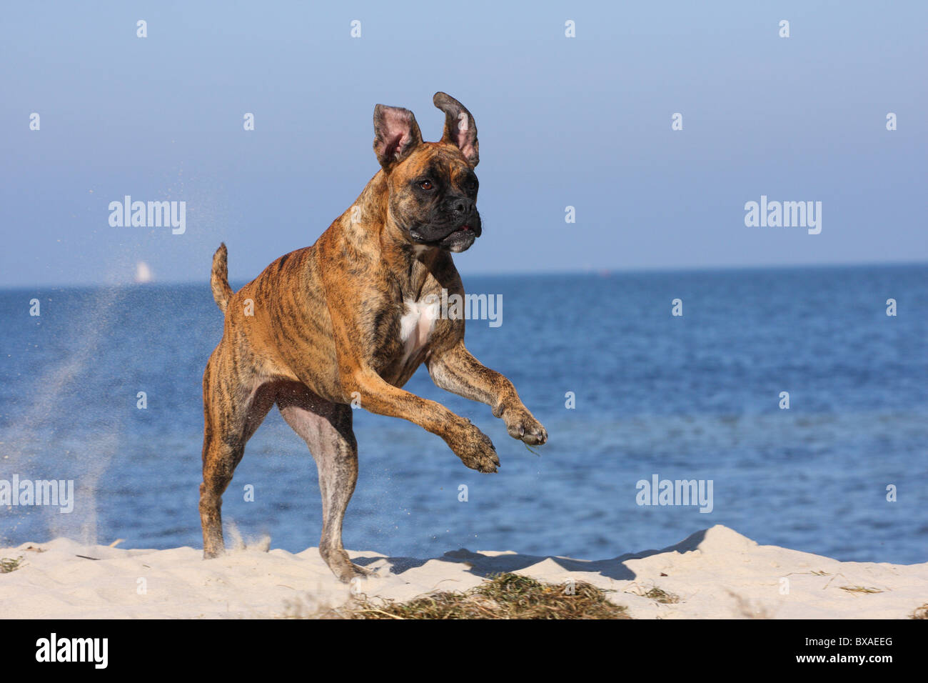 running German Boxer Stock Photo - Alamy