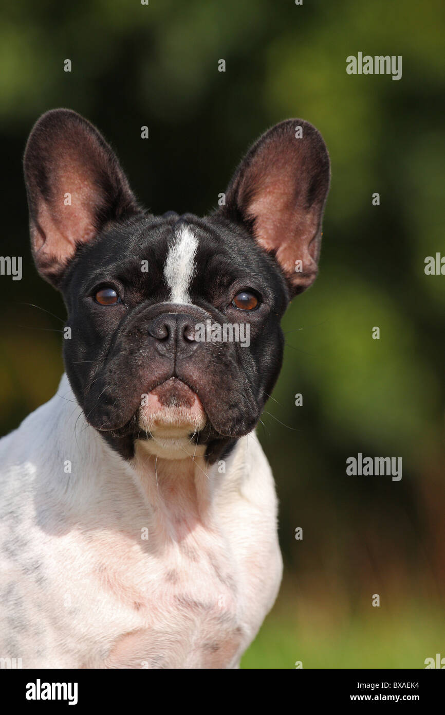 French Bulldog Portrait Stock Photo - Alamy
