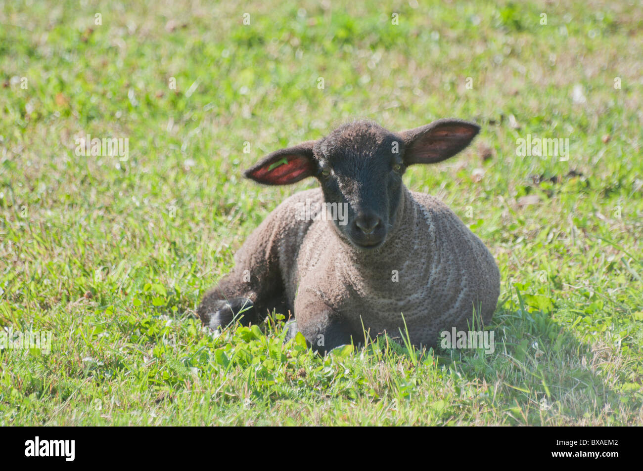 A sheep resting on some grass Stock Photo - Alamy