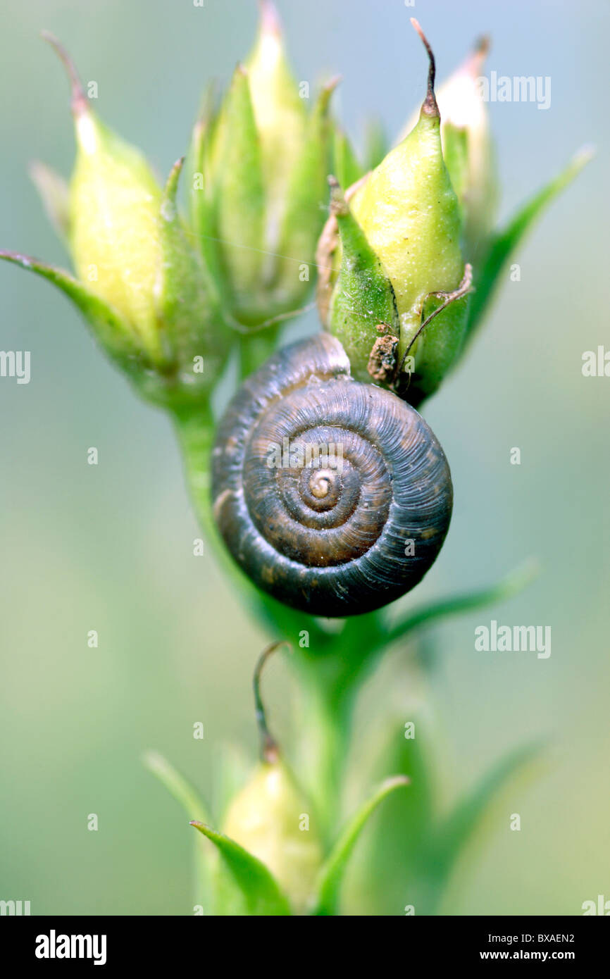 Snails gastropods invertebrates hi-res stock photography and images - Alamy