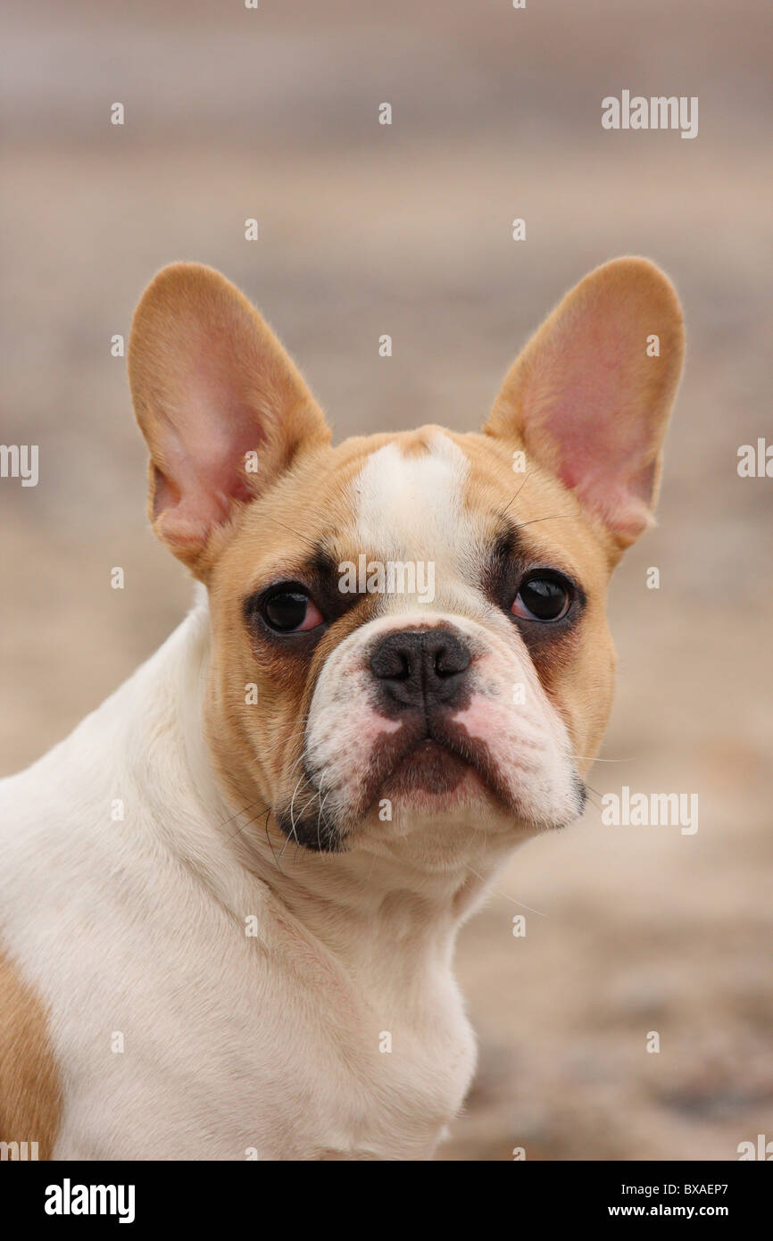 French Bulldog Portrait Stock Photo - Alamy