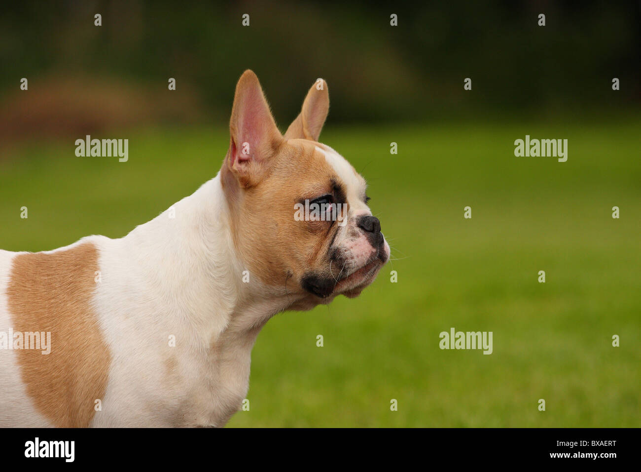 French Bulldog Portrait Stock Photo - Alamy