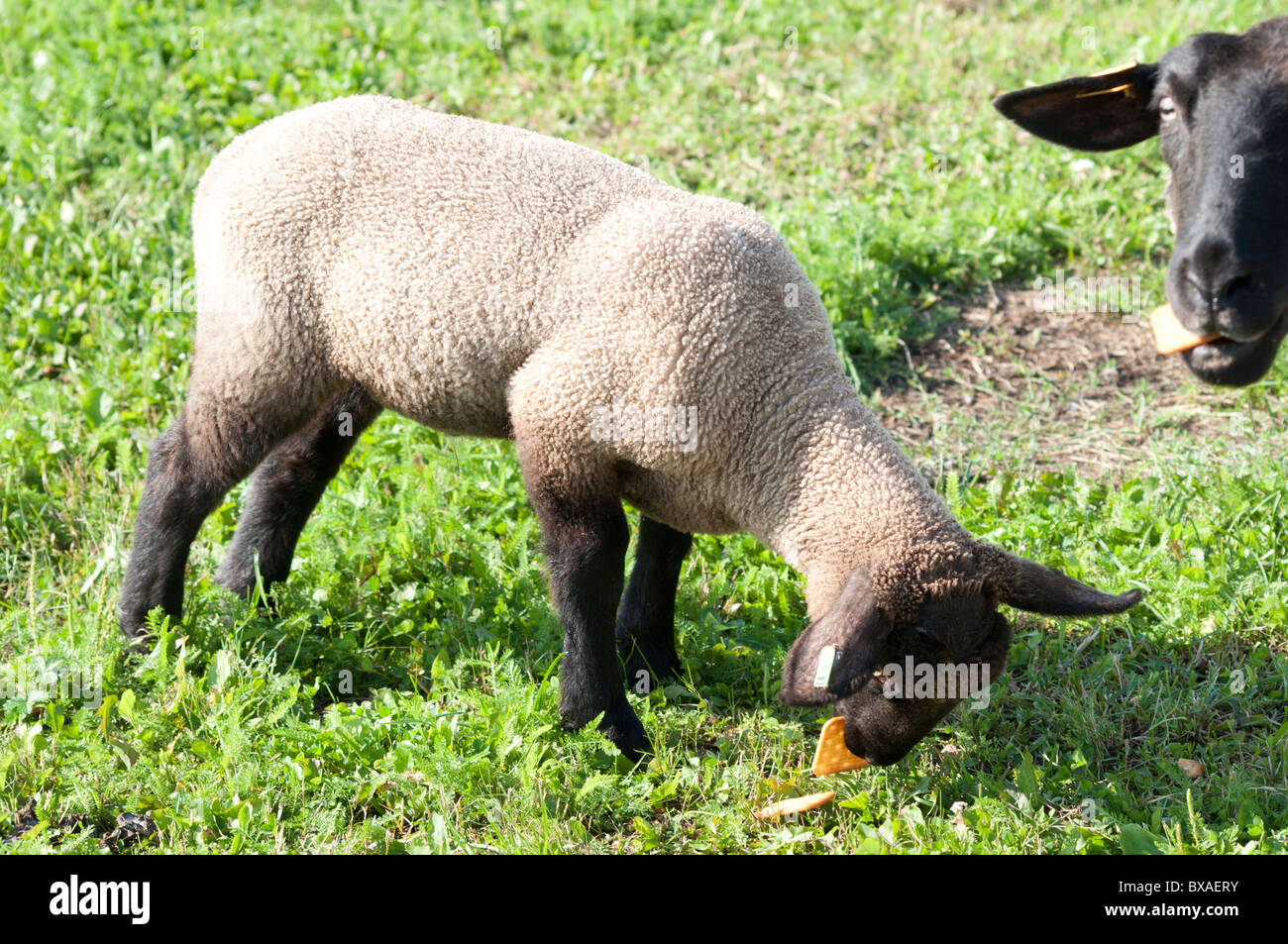 Sheep eating crackers that have been thrown onto the grass by people ...