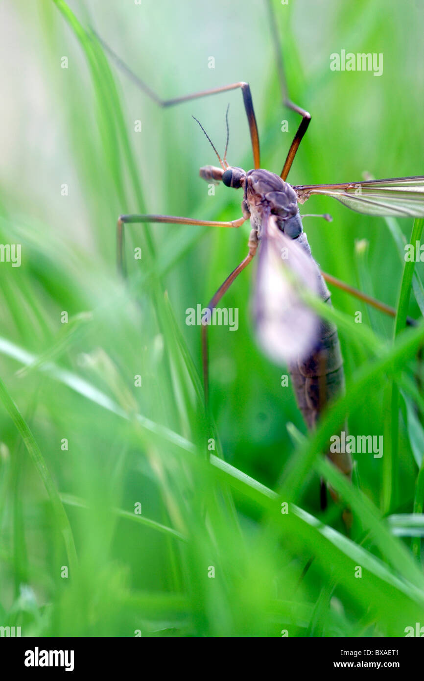 Crane fly or Daddy long legs (Tipula paludosa) in grass, England, UK ...