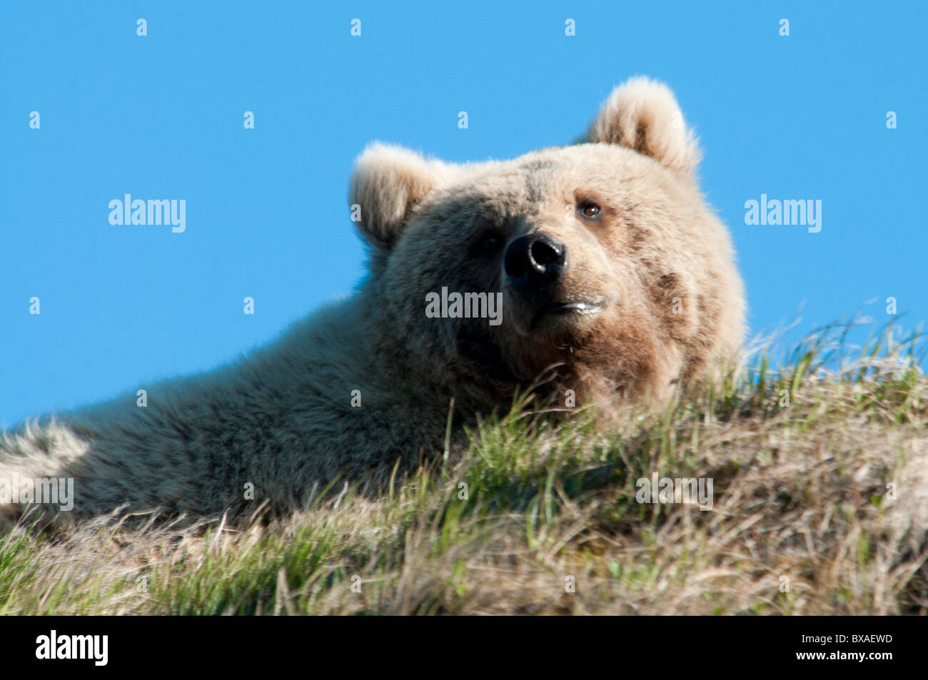 A brown bear looks into the distance for any approaching bears at the ...