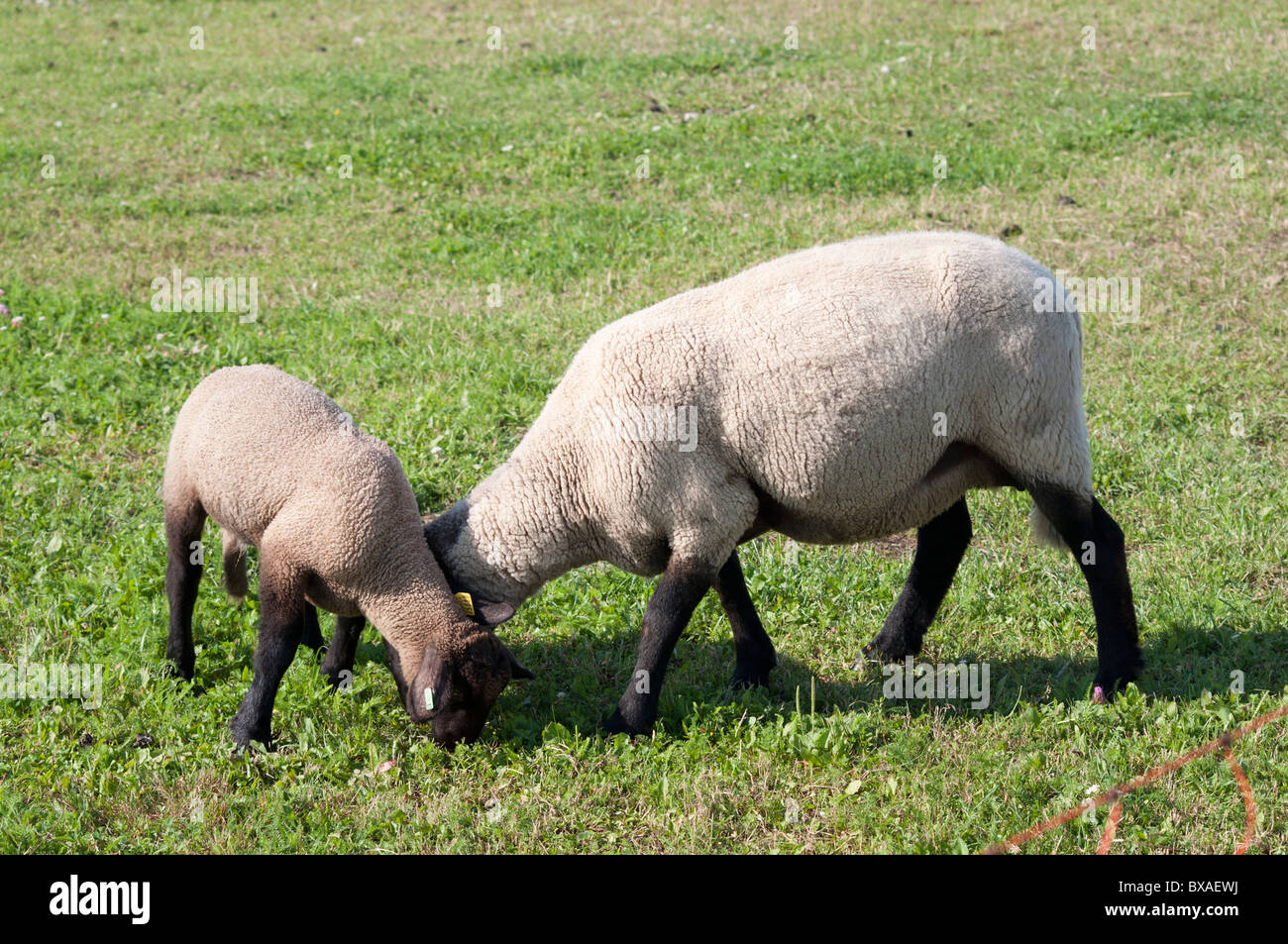 Sheep eating grass hi-res stock photography and images - Alamy