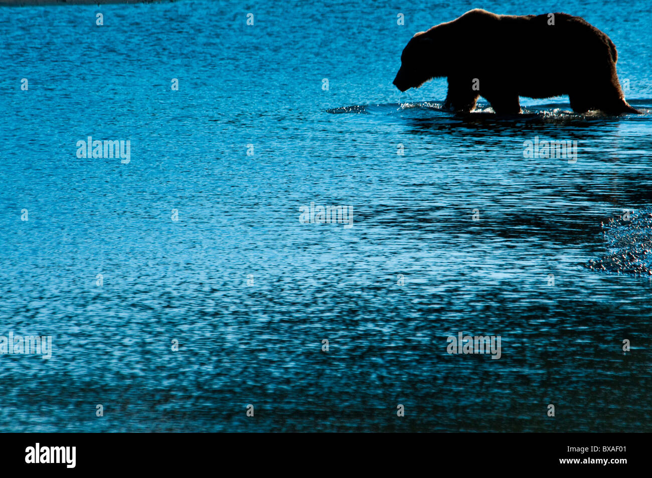 A brown bear walks into the water at the McNeil River State Game ...