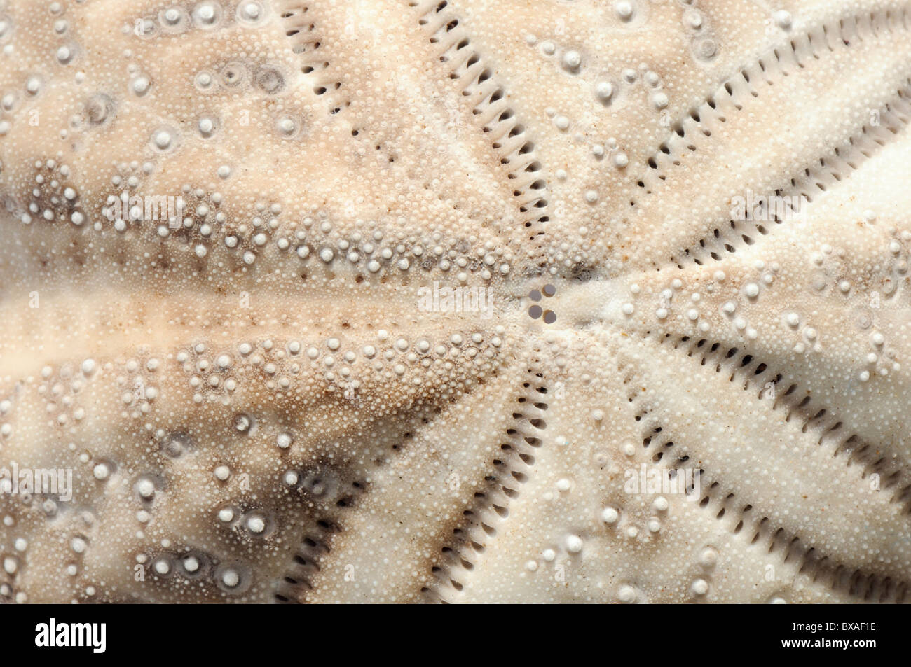 Purple heart urchin hi-res stock photography and images - Alamy