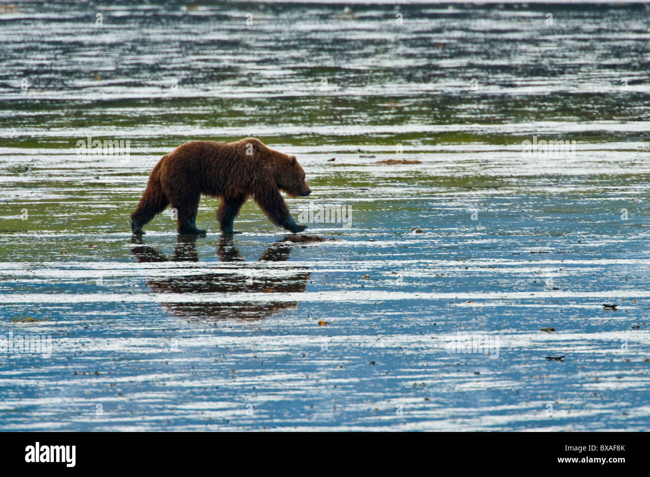 Mcneil river hi-res stock photography and images - Alamy