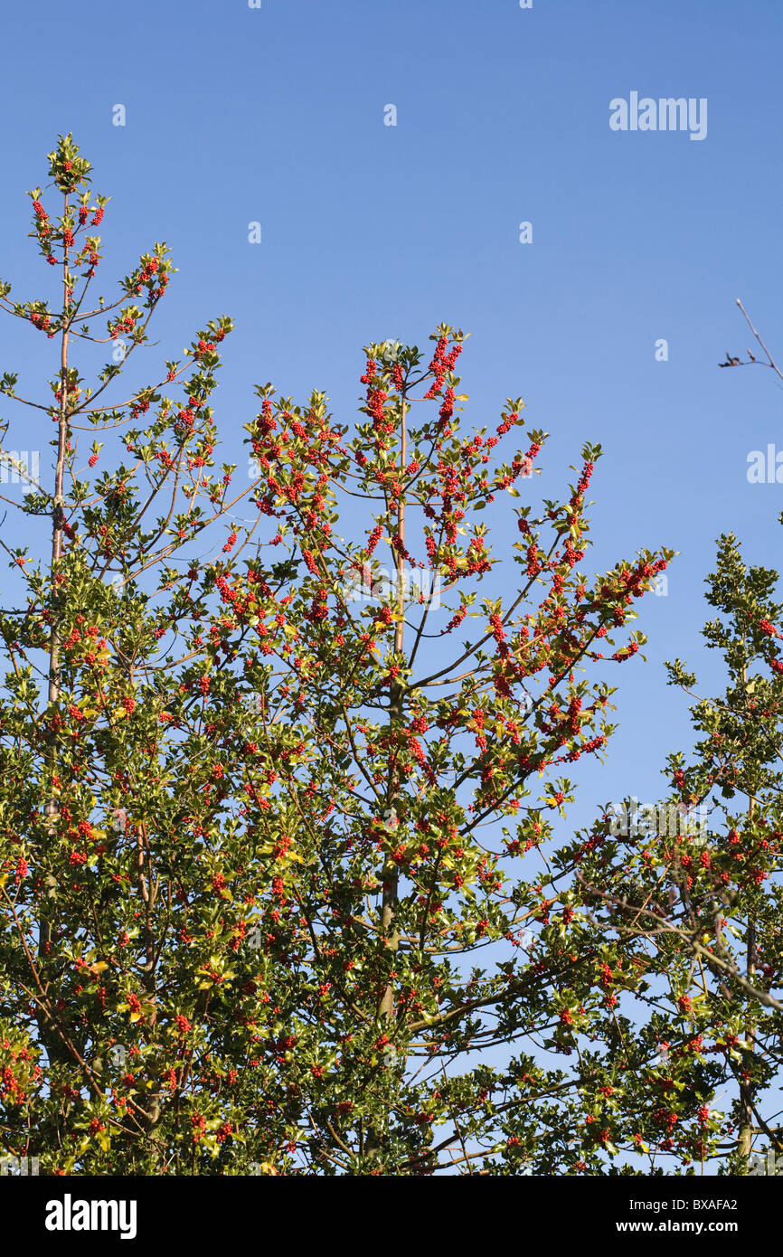 English holly tree hi-res stock photography and images - Alamy