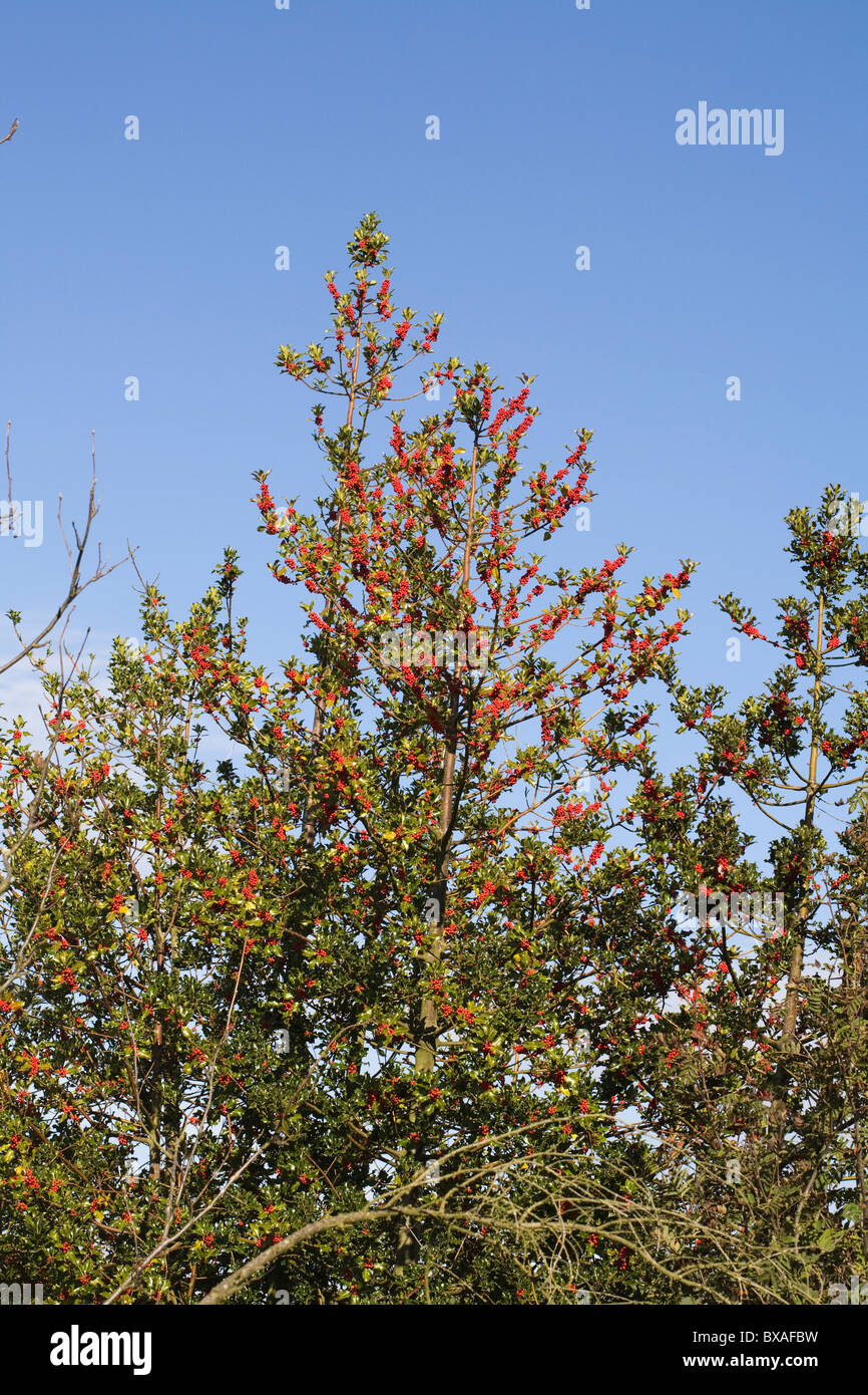 English holly tree hi-res stock photography and images - Alamy