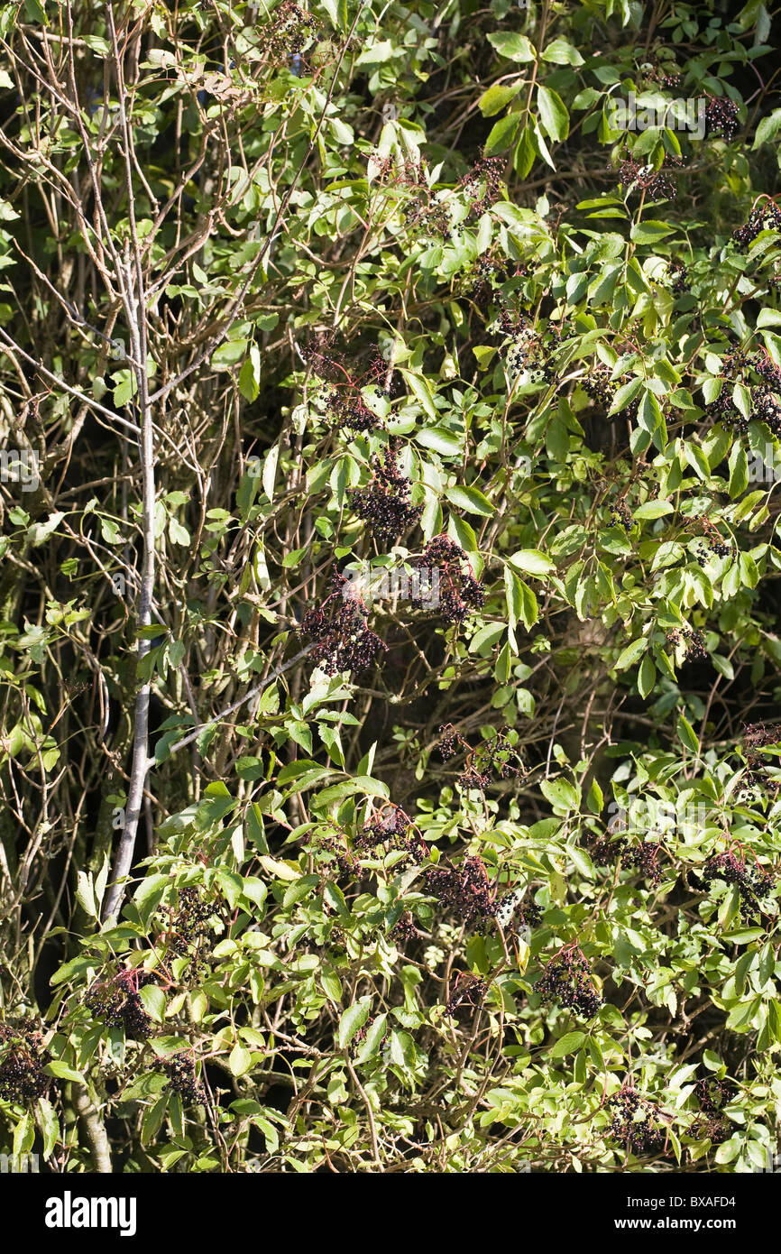 Elder tree hi-res stock photography and images - Alamy