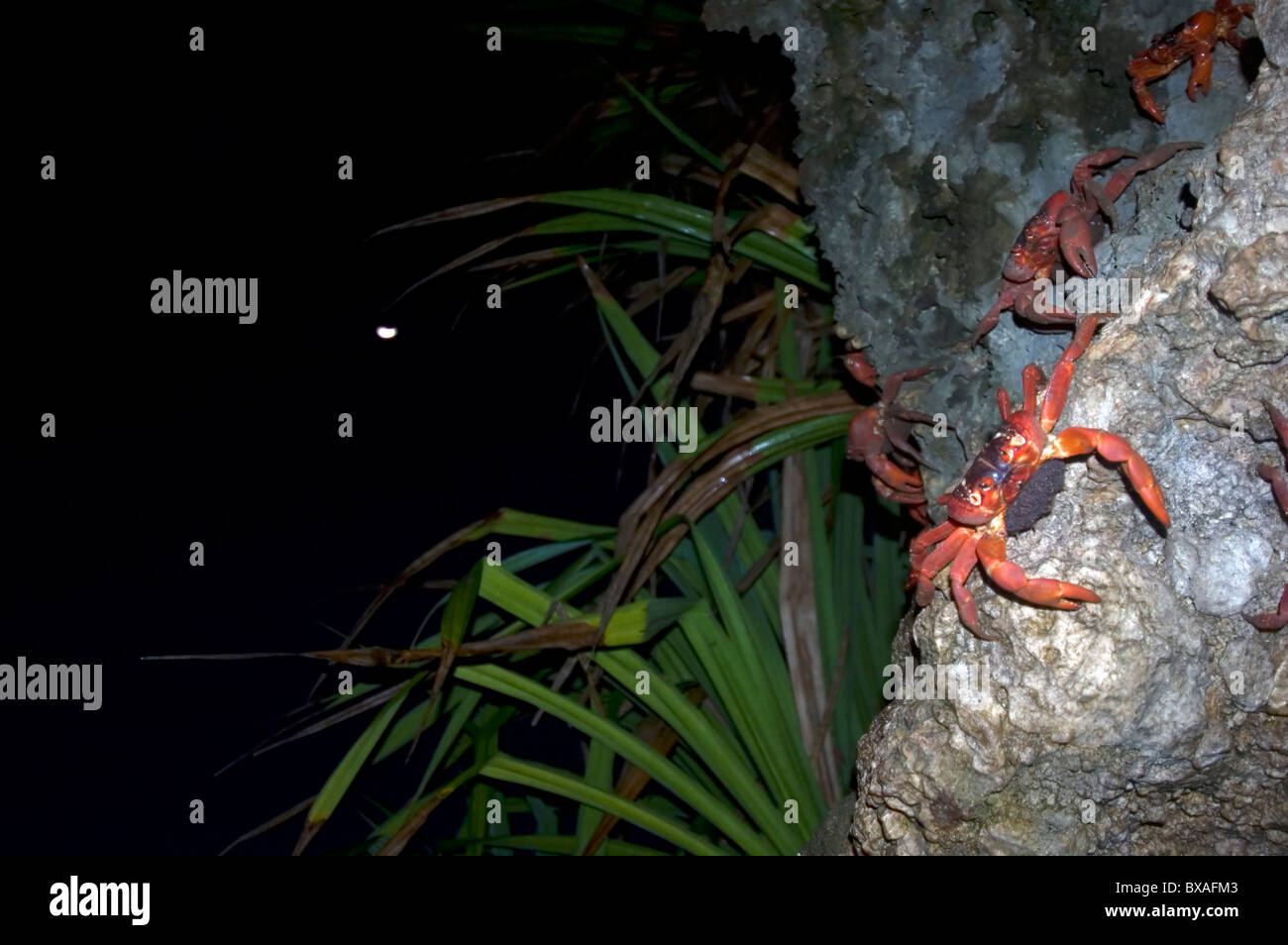 Red crab migration christmas island hi-res stock photography and images ...