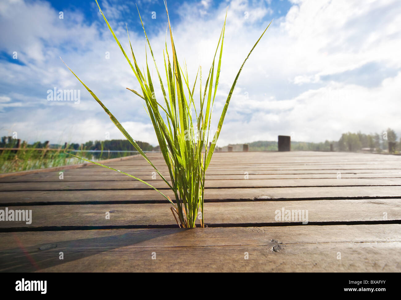 Small grass growing through wooden bridge Stock Photo - Alamy