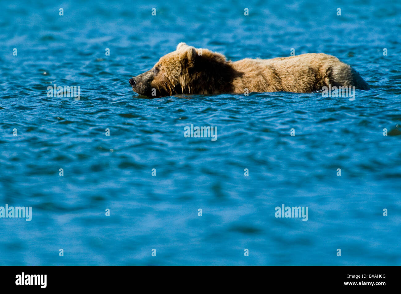 Mcneil river hi-res stock photography and images - Alamy